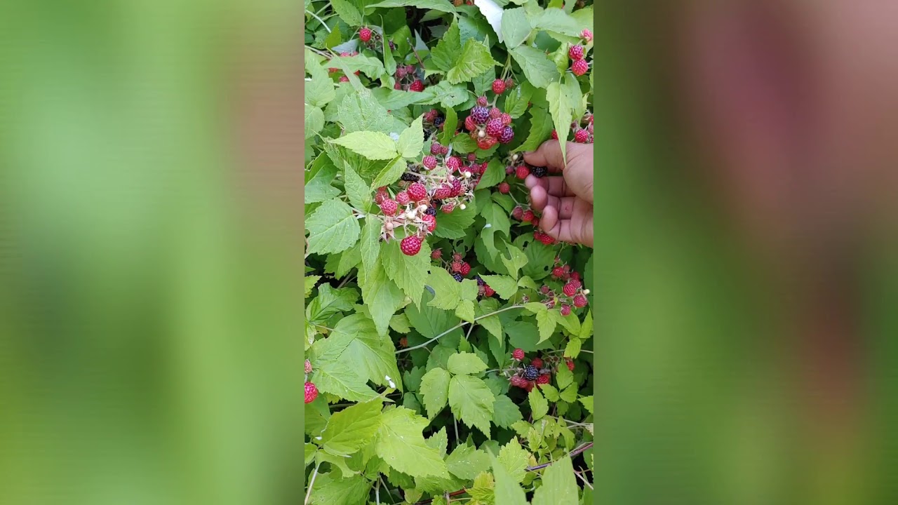Picking Wild Berries From our Yard - YouTube