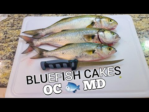 BLUEFISH FROM OC MD , CATCH AND COOK - YouTube