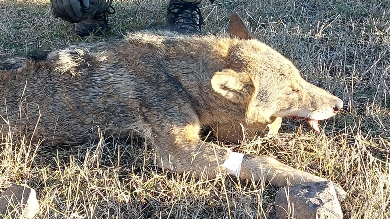 LOV NA VUKA .BOLJEVAC BAČEVICA USPESAN LOV DRUZENJE SA POBRATIMI ...