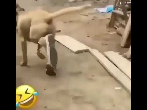 cachorro de tênis