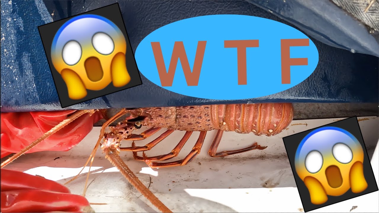 Our Best Cray Pot 23/24 with a WTF!?, watch till the end!! - YouTube
