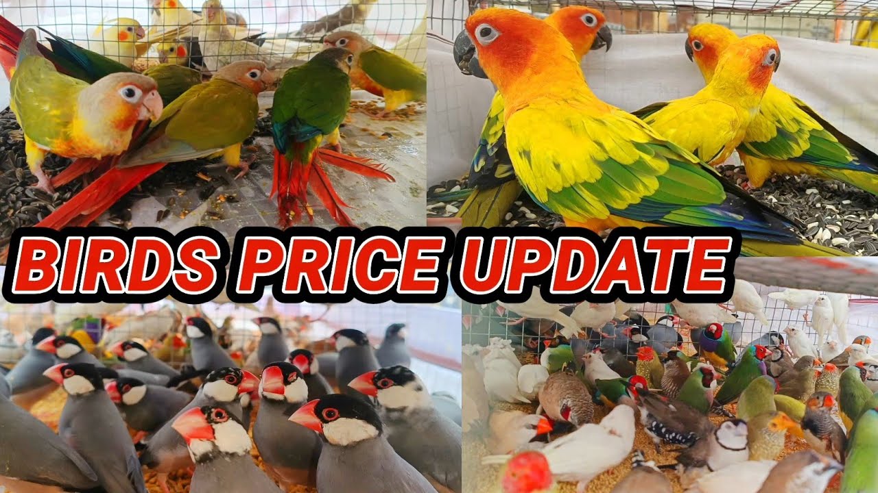 BIRDS PRICE UPDATE / conure, java , FINCHES,budgies parrot, love birds ...