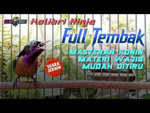 MASTERAN KONIN FULL ISIAN MEWAH - KOLIBRI NINJA FULL MATERI PILIHAN