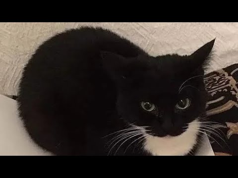 Pou Memory Game | New World Record: 28472 | Part 2 | - YouTube