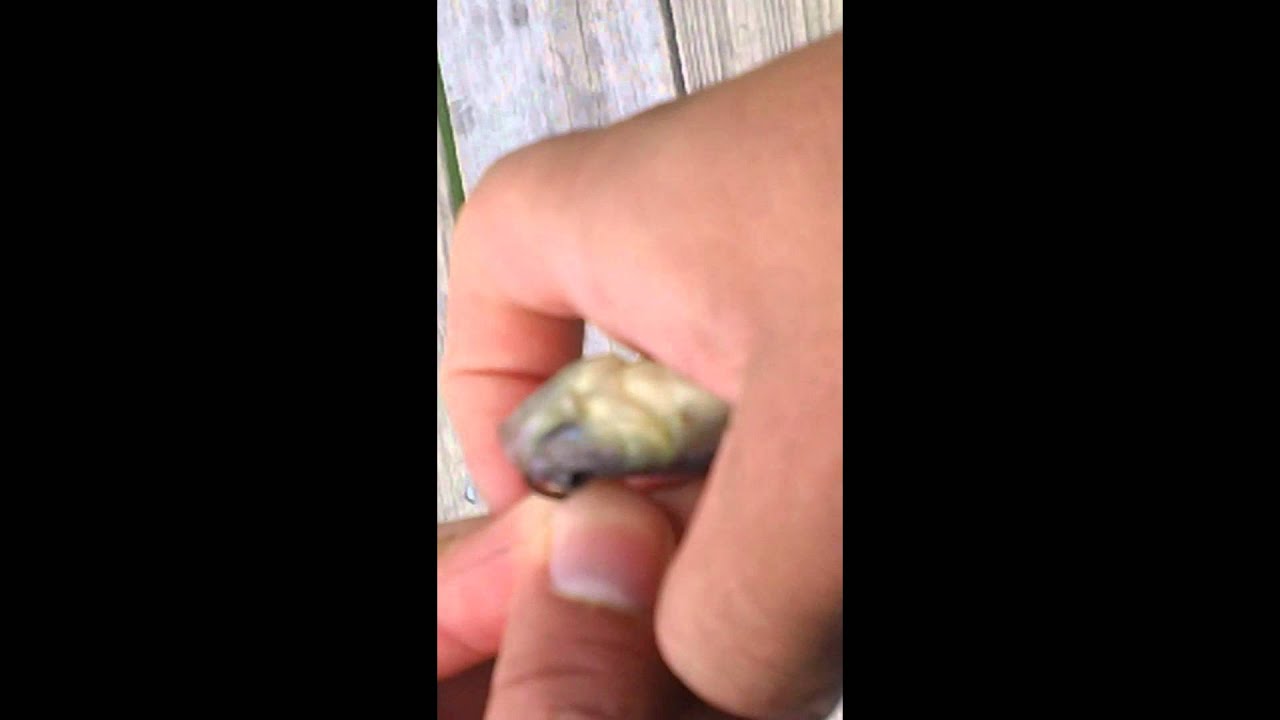 screaming fish - YouTube