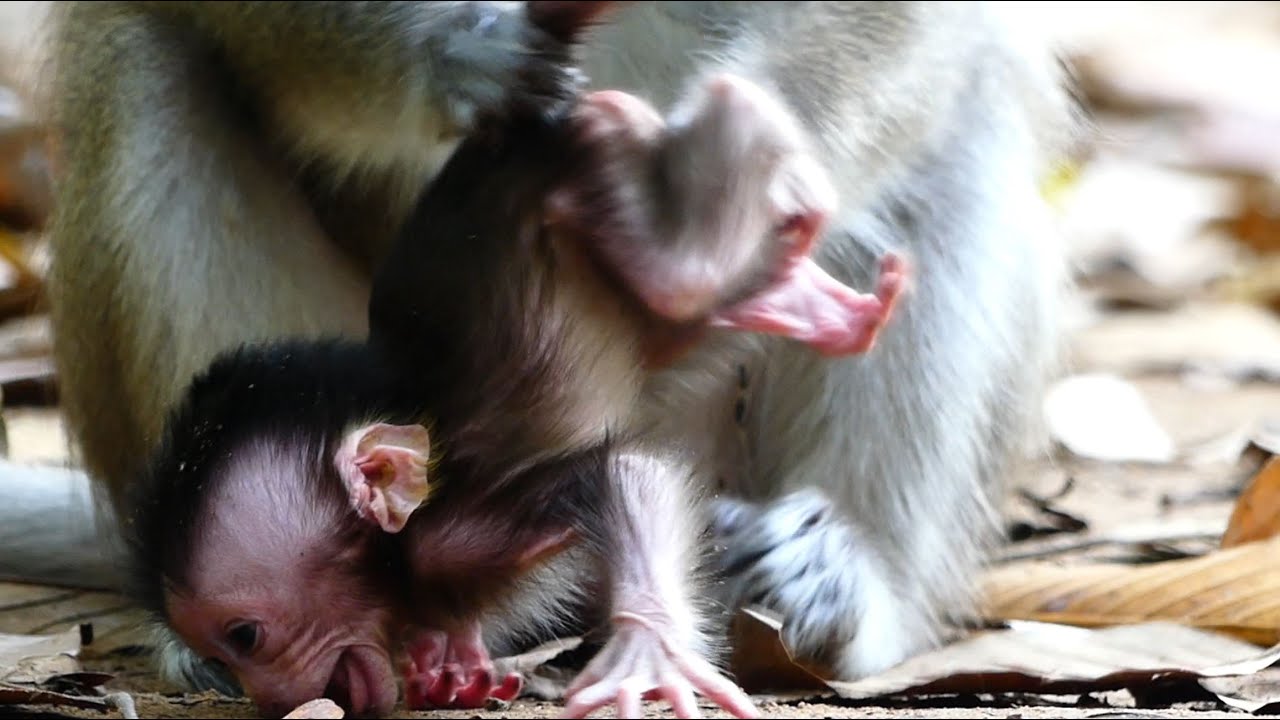 Monkey Anna Being Moody Very Bad Habit With Newborn Monkey Ara. We Scare Anna Aggressive With ...
