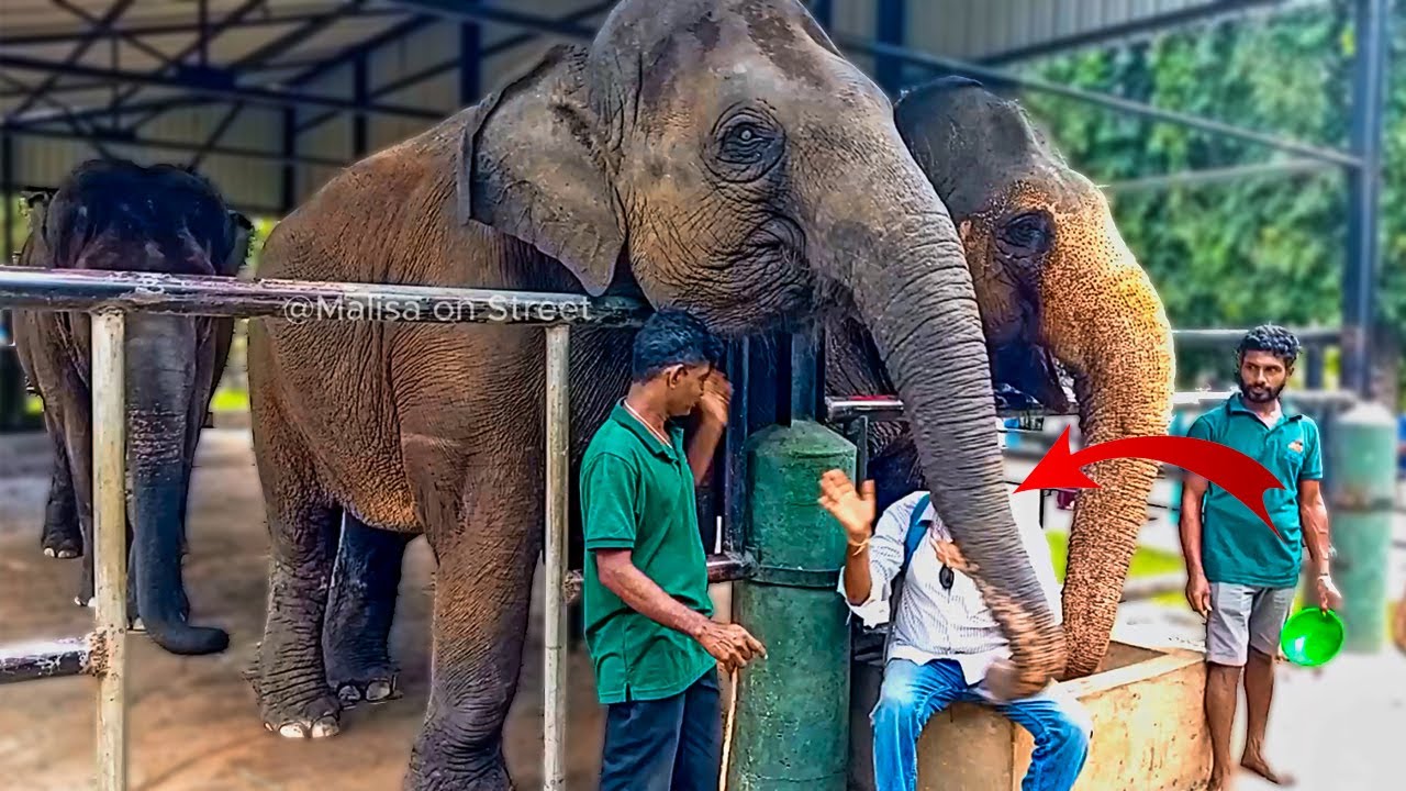 AMAZING ELEPHANT DANCE | MOST FUNNY AND CUTE ELEPHANTS IN SRILANKA ...