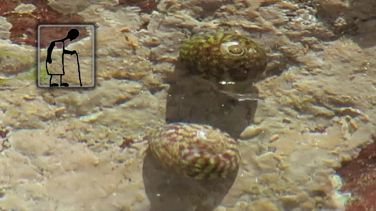 Rock Pool Snail Racing 2018 - YouTube