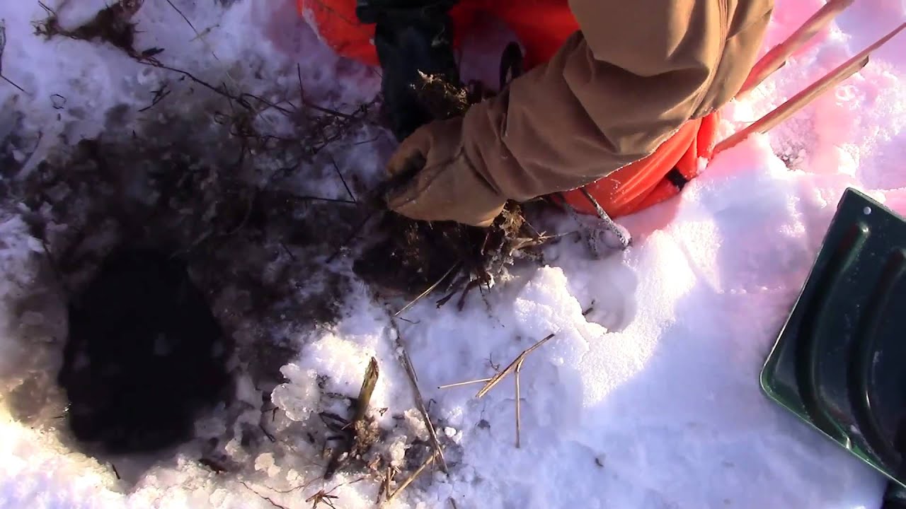 2014-15 Muskrat Trapping: January 7th - YouTube