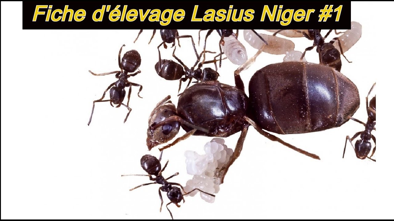 Fiche d'élevage Lasius Niger #1 (Tout savoir sur cette espèce)!!! - YouTube