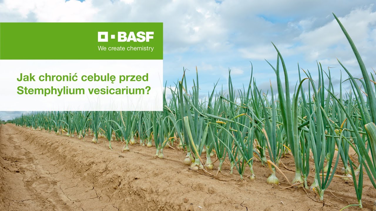 Jak chronić cebulę przed chorobą grzybową Stemphylium vesicarium? - YouTube