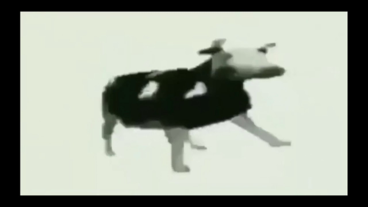 Polish Cow full song and lyrics - YouTube