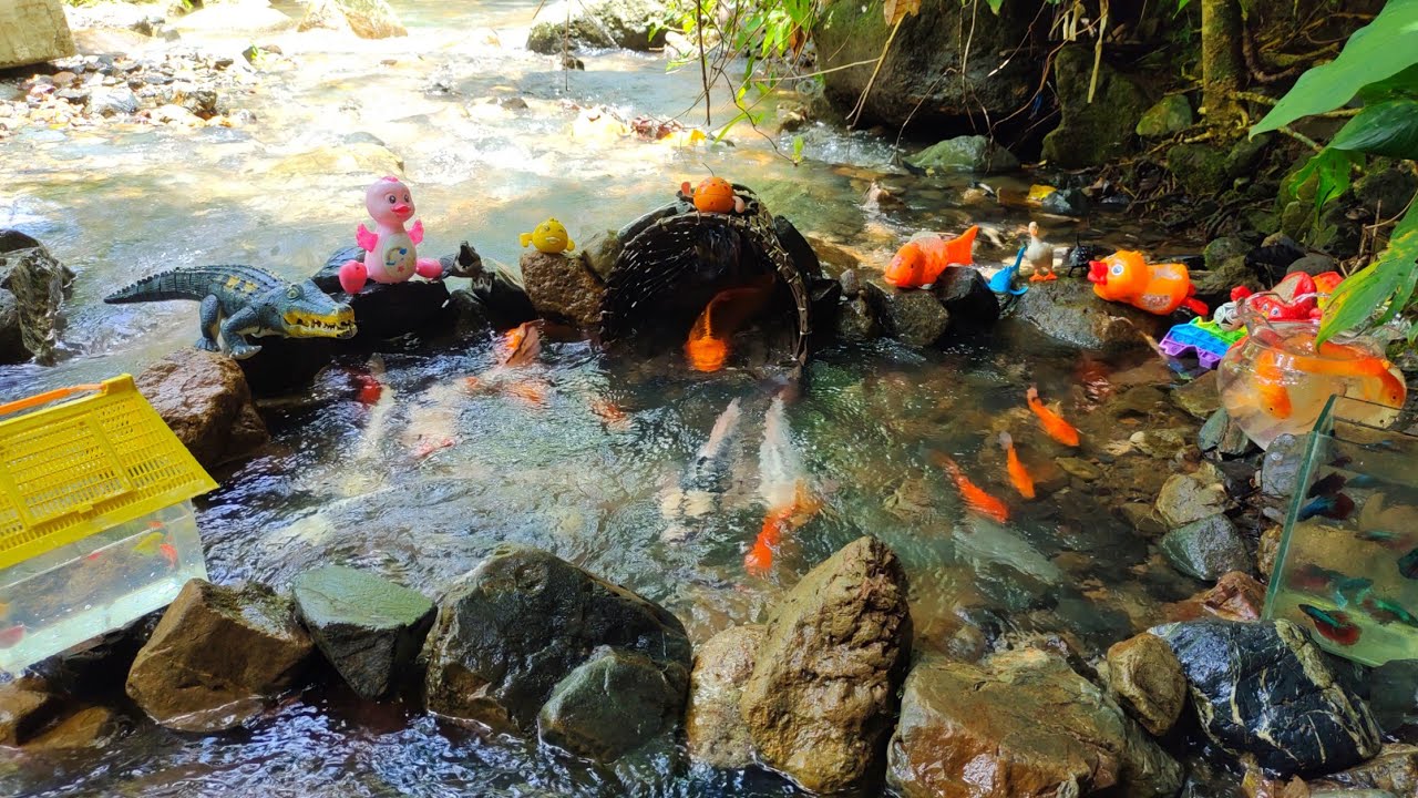 Find colorful glofish, betta fish, ornamental fish, toman fish, catfish ...