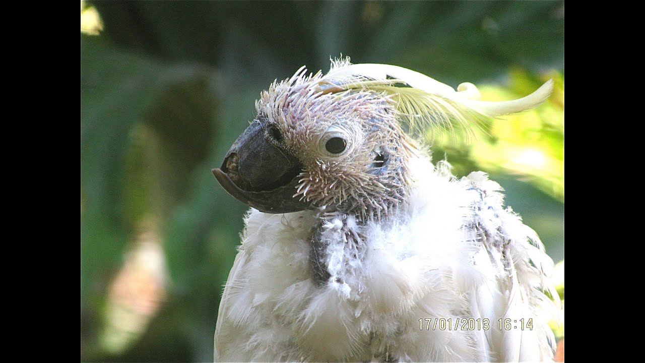 NATIVE BIRDS OF AUSTRALIA - UNUSAL CRYING SULPHUR CRESTED COCKATOO ...