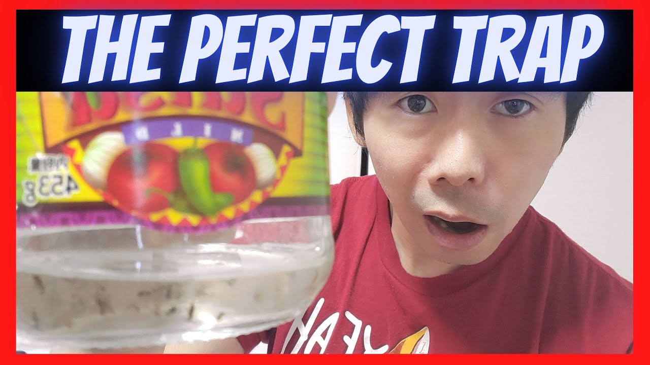 How To Get Rid Of Fruit Flies In Japan: The Fast Way - YouTube