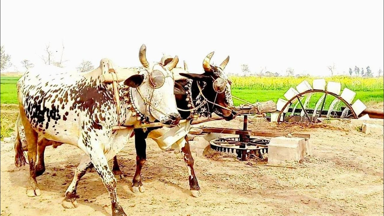 Bulls powered old water wheel Irrigation System || Irrigation the field ...