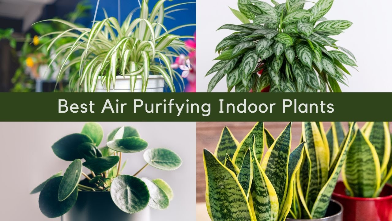 Best Air Purifying Indoor Plants Air Purifying Plants To Enhance best-air-purifying-indoor-plants-air-purifying-plants-to-enhance