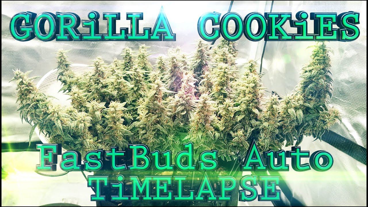 Gorilla Cookies Autoflower From FastBuds 178g Dry - Seed To Harvest ...