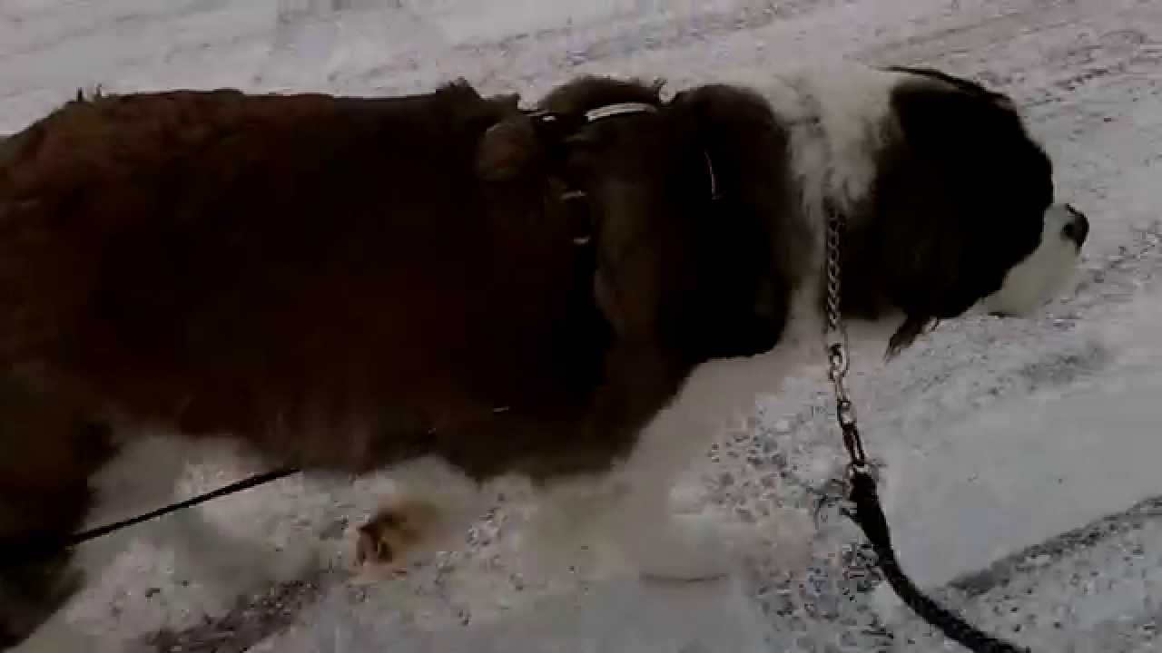 St Bernard Bernie pulling dog kick sled - YouTube