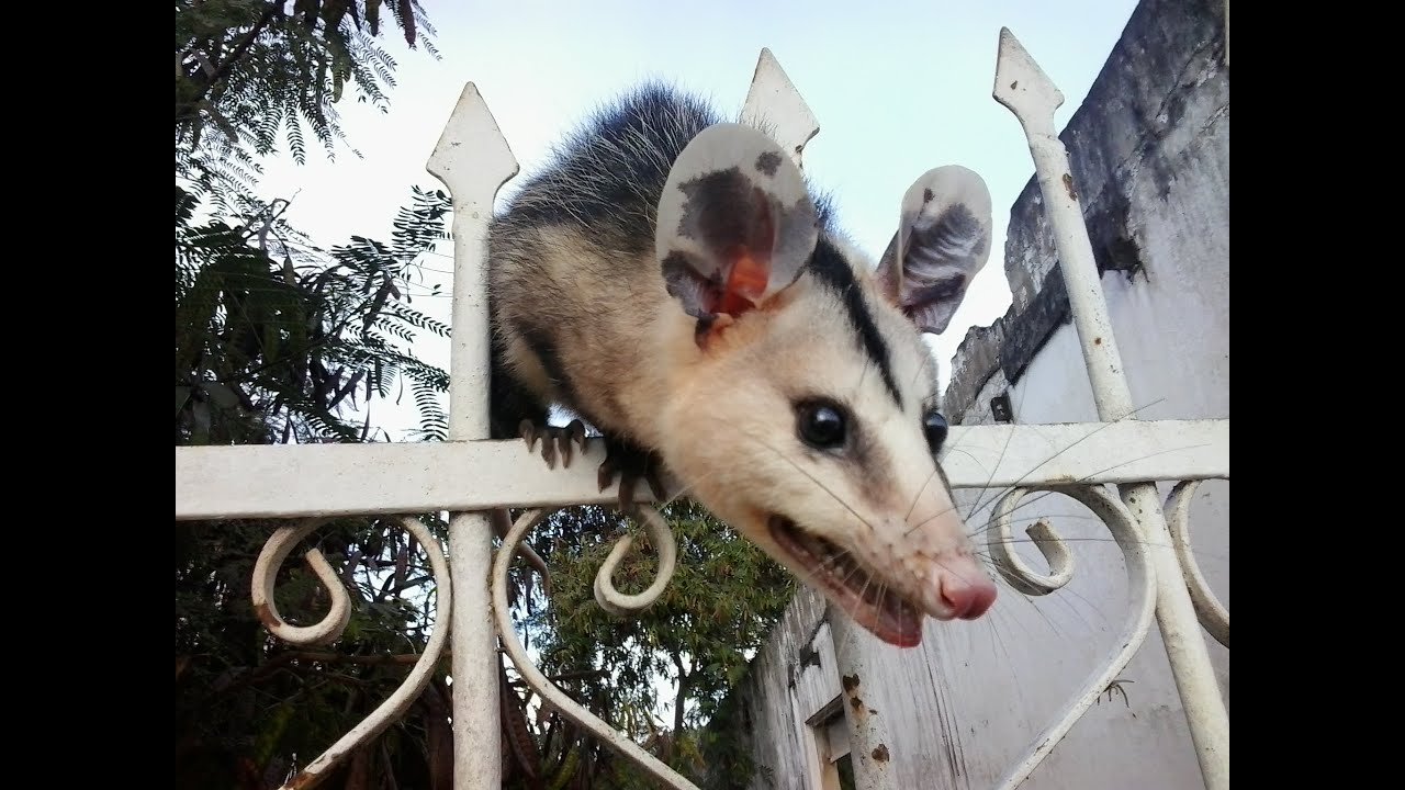 Itapetinga Bicho Saruê é encontrado por populares - YouTube