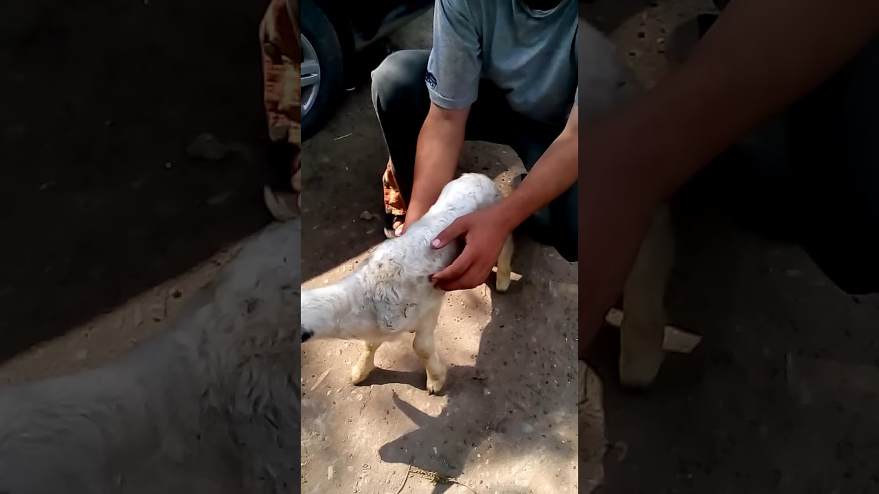 Inguinal hernia in sheep - YouTube