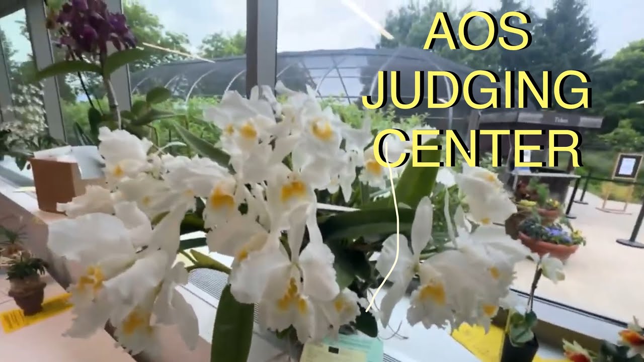 Taking orchids to AOS judging at the Chicago Botanical Garden - YouTube