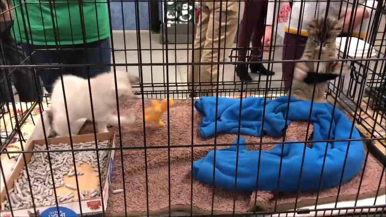 Video of adoptable pet named Colonel Sanders - YouTube