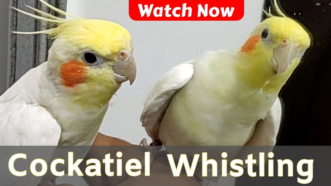Cockatiel Parrot Talking & Cockatiel Whistling Video - YouTube