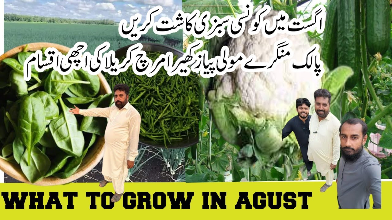 What to grow in August | August me ugai jane wali sabziyan kon c hen ...