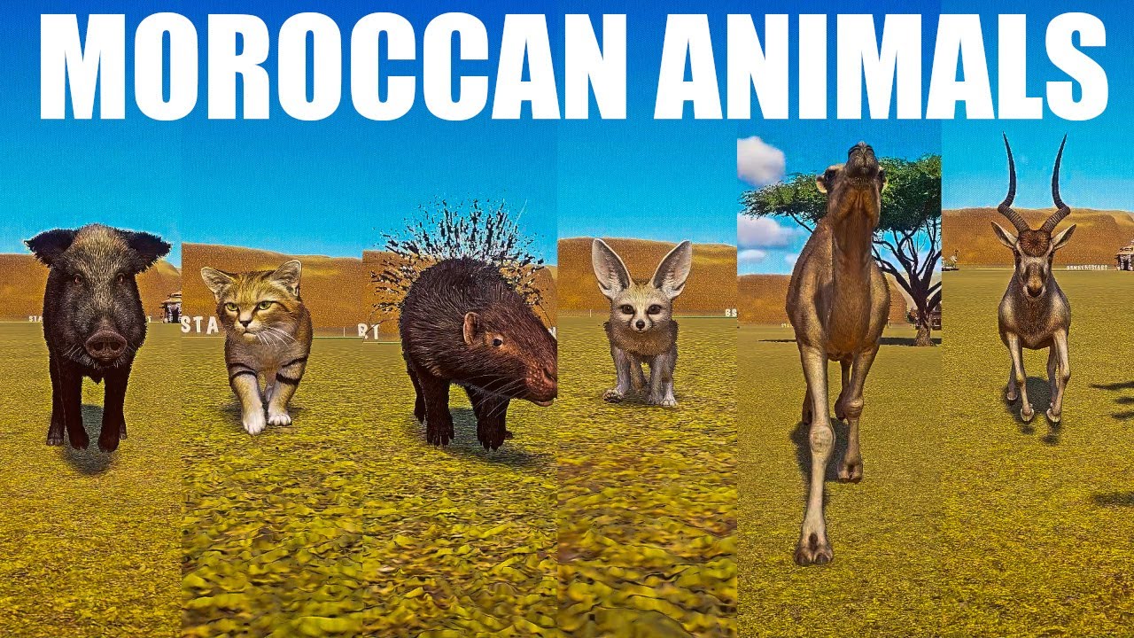 Moroccan Animals Speed Races in Planet Zoo included Camel, Addax, Fox ...