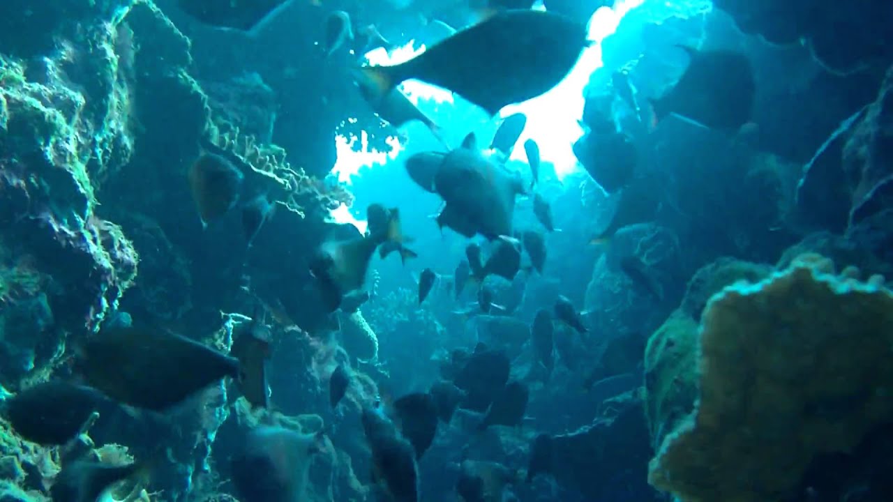 Aroroy, Masbate, Toms Reef.mp4 - YouTube