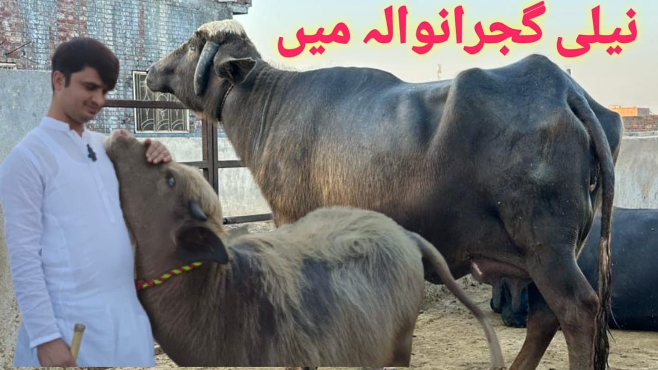 Ch Abbas Gujjar Part 1 || Nili Lover's Gathering || Beautiful Nili ...