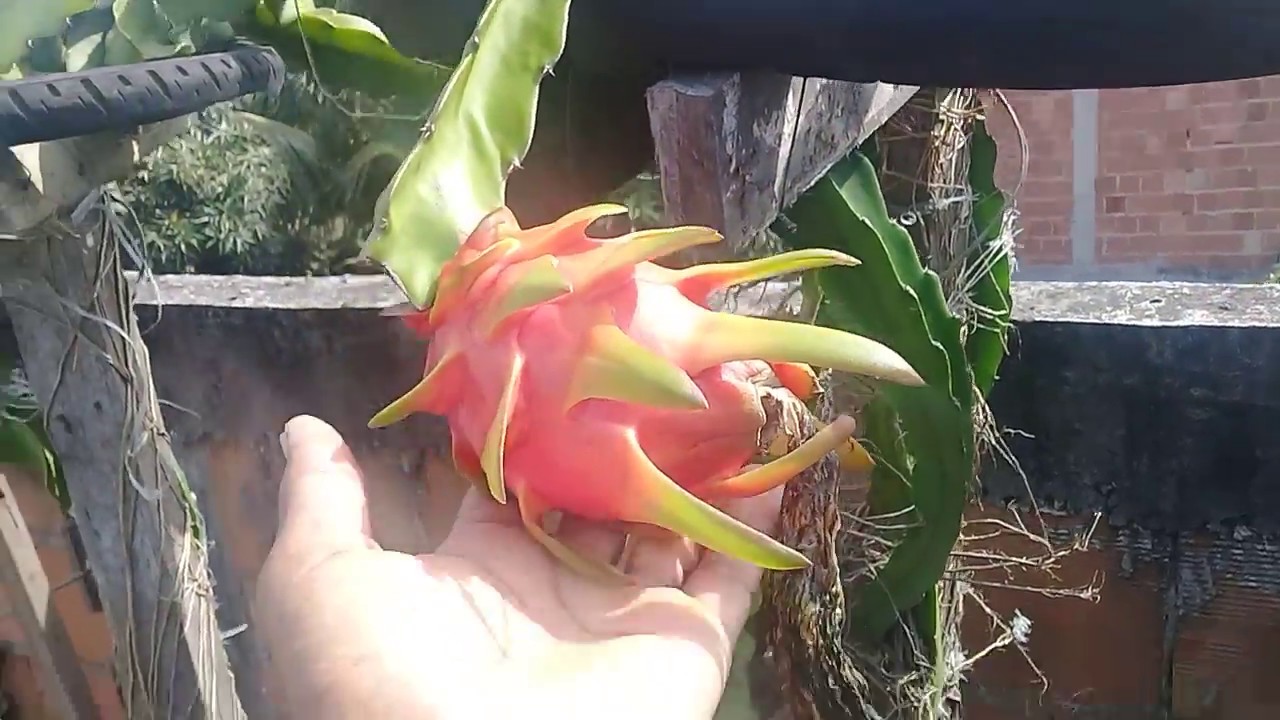 INCRÍVEL TODAS PITAYA AMADURECENDO AO MESMO TEMPO. - YouTube