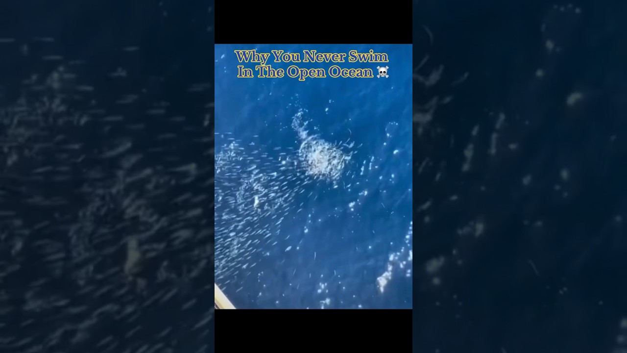 Why You Never Swim In The Open Ocean 😳 #interesting - YouTube