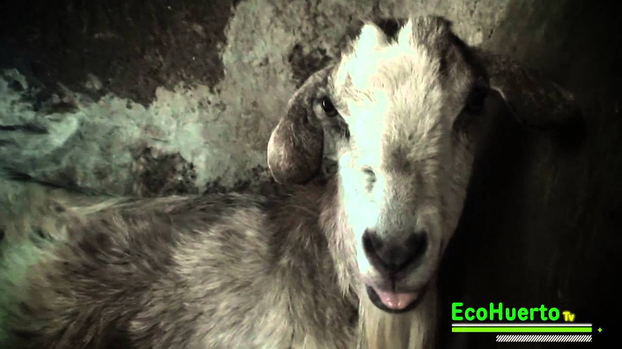 Cabra preñada. Pregnant Goat - YouTube
