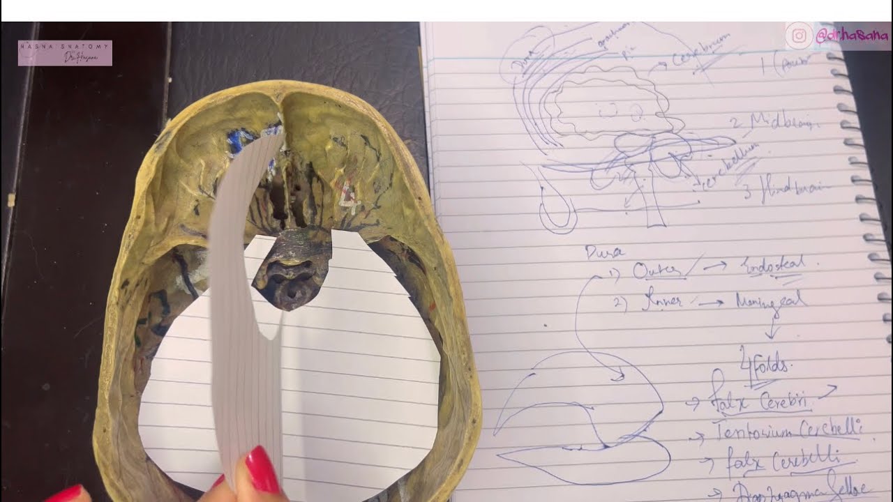 Meninges 3D Tutorial | Dura Matter Anatomy | Falx Cerebri Tentorium ...