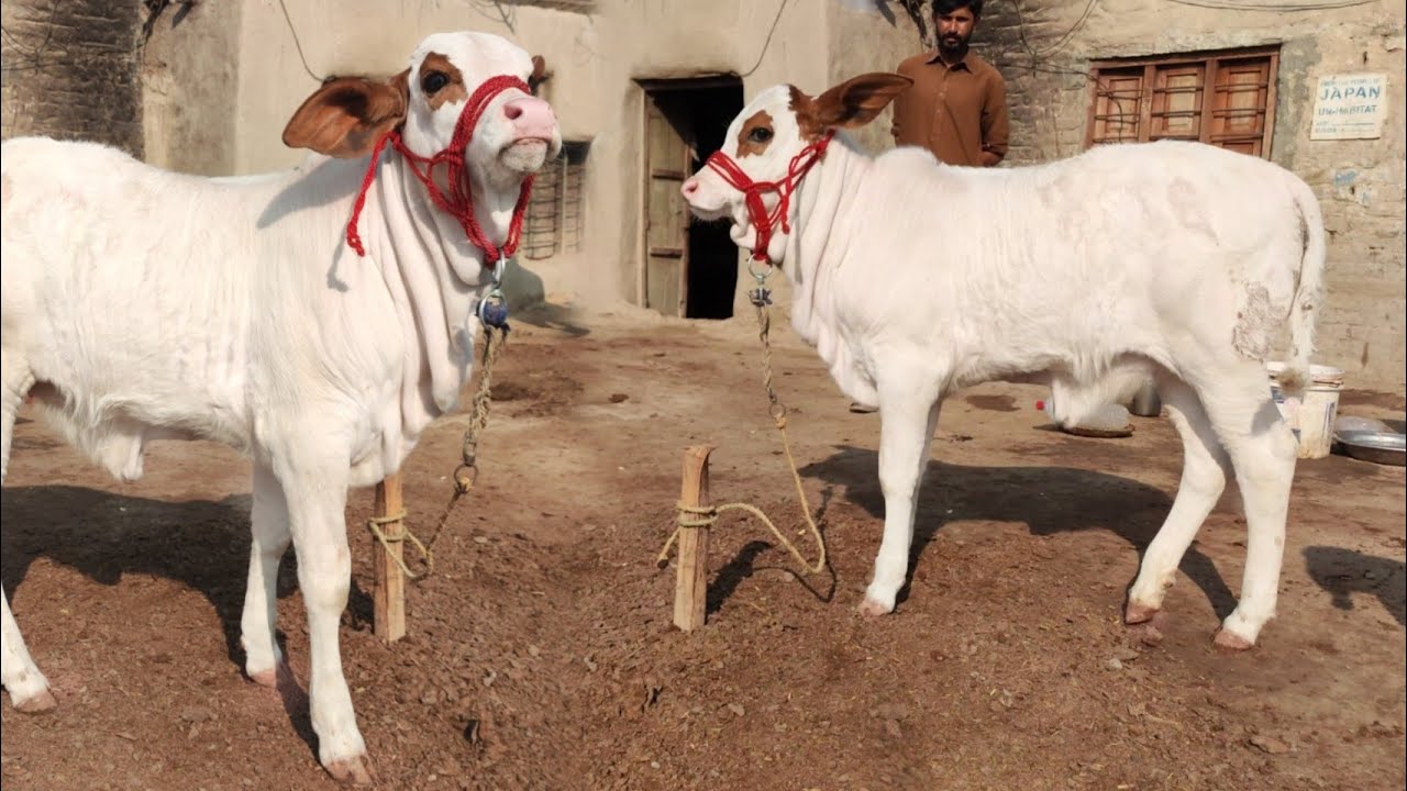 All gulabi Nokra Brahman cattle bull cow ||Cow lover ||Cow kid ...