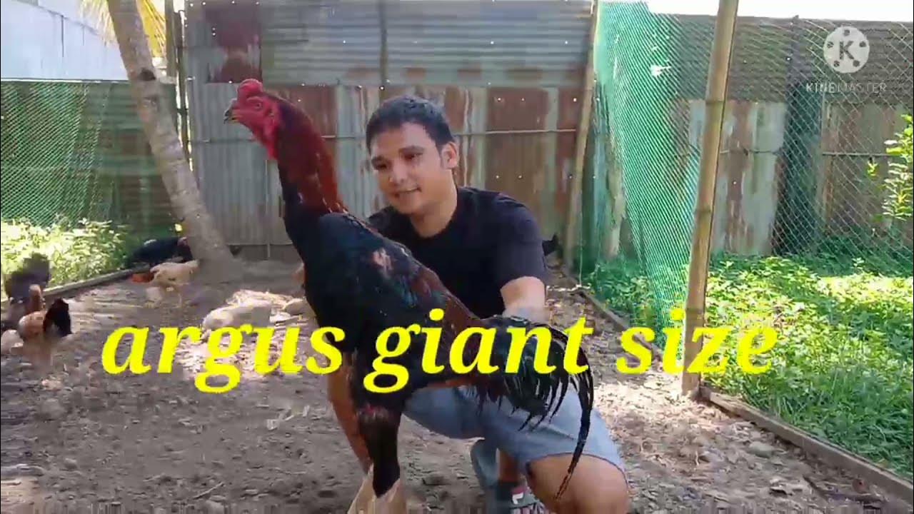 visiting farm ,,tampakan dumpo breeders boss arnel barroso - YouTube