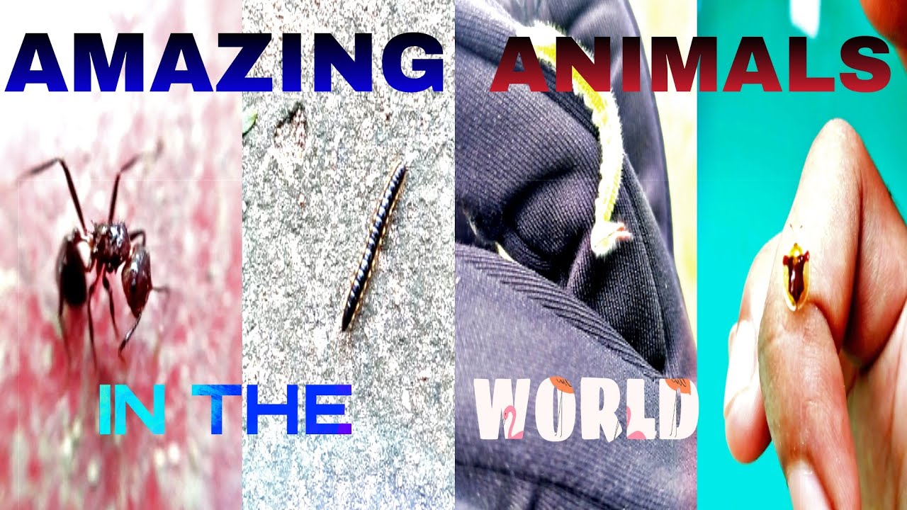 Amazing Animals In The World. - YouTube