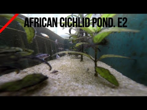 African cichlid pond. E2 - YouTube