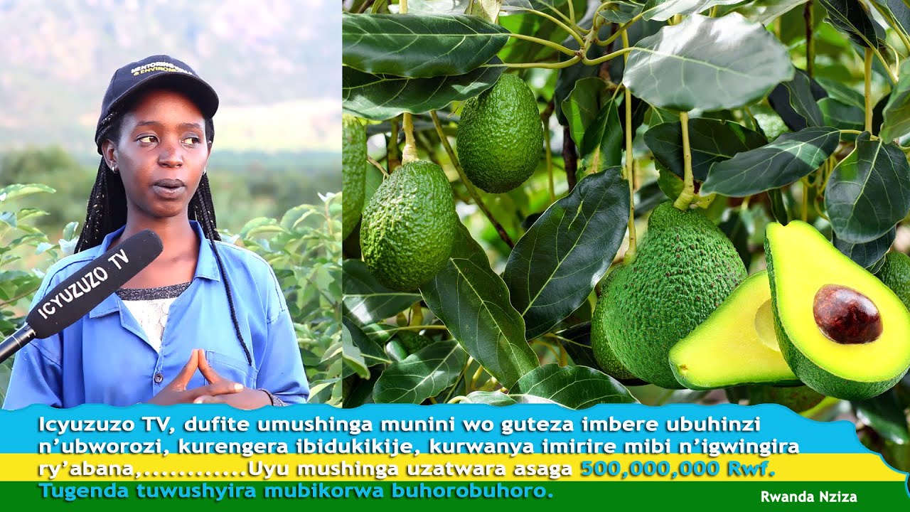 KIREHE| Ishimwe Bonnette yarangije kaminuza ayoboka ubuhinzi bw'avoka ...