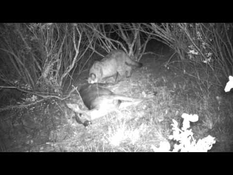 Puma Kitten Feeding on Deer in SF Bay Area