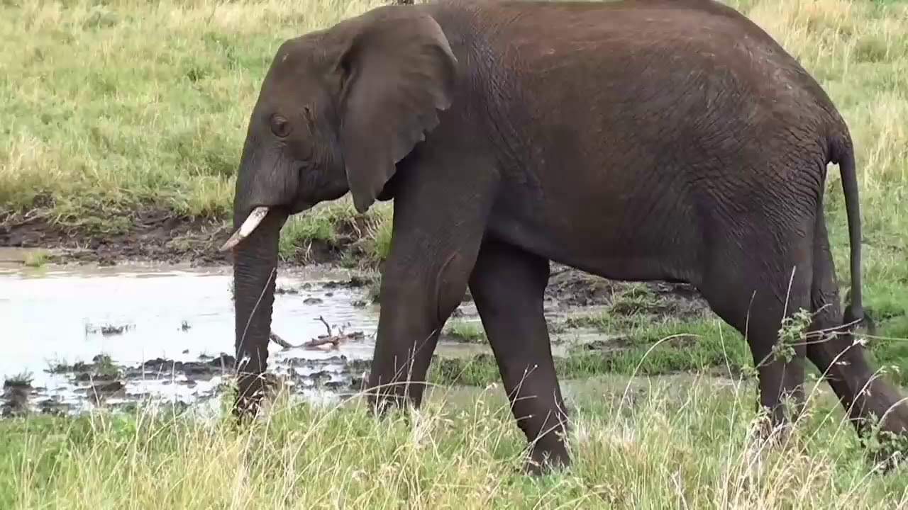 Elephant A-Z animals - YouTube