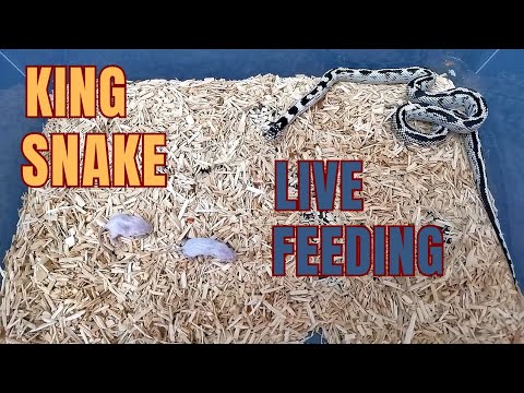 king snake enjoys 2 live mice. live feeding. - YouTube