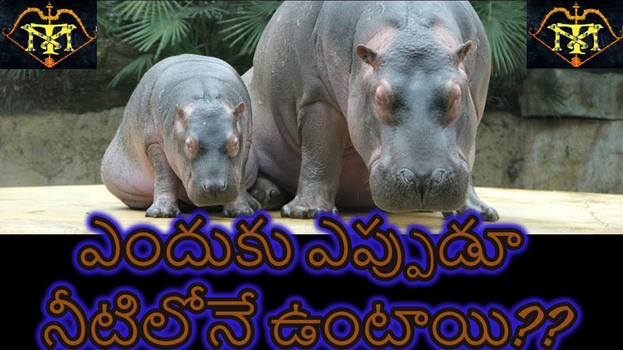 why hippo stays in water |what is the color of hippo milk |when will ...
