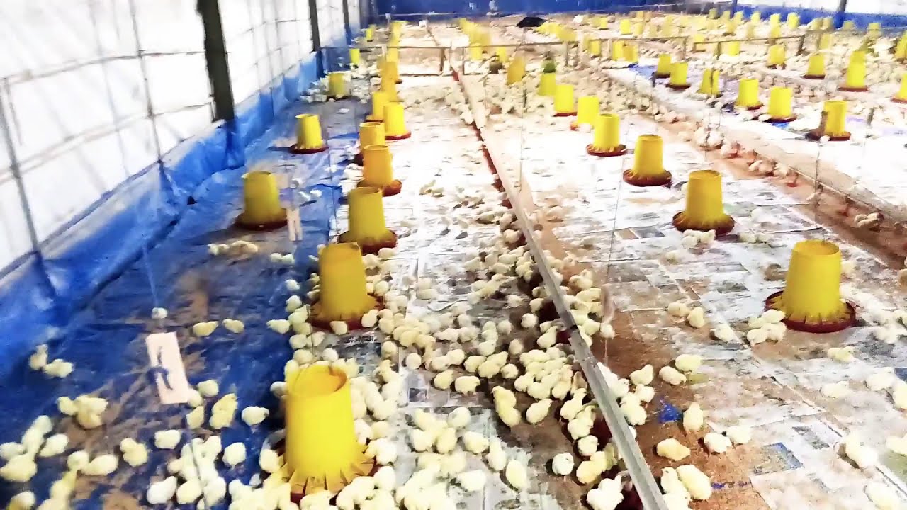 DOC Broiler usia satu hari - YouTube