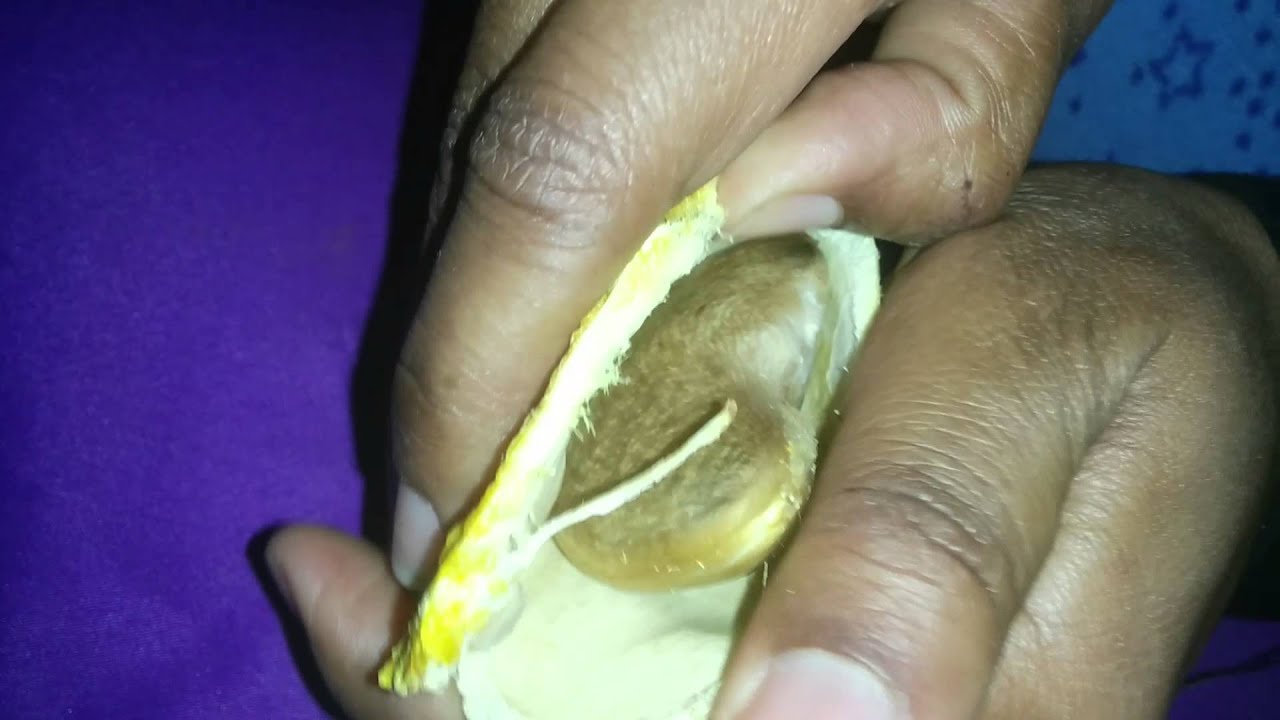 How to open a mango seed - YouTube