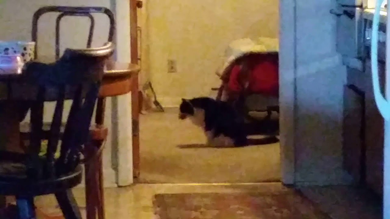 Scruffy Marie catches mouse - YouTube