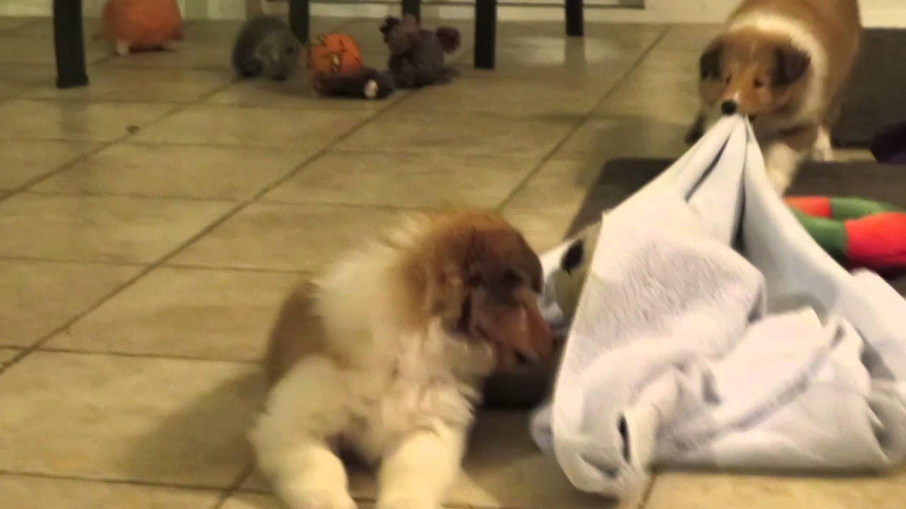 Chelsea Collies - puppies - YouTube