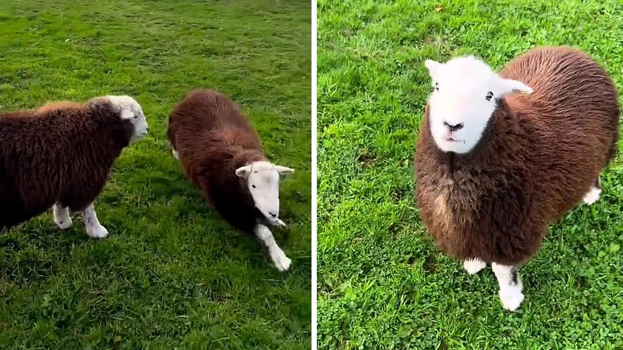 Adorable sheep shows off her bouncy energy #shorts - YouTube